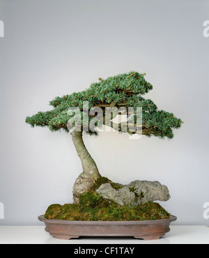 Slanting style Bonsai tree in brown pot with moss Stock Photo - Alamy