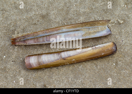 Razor clam, Razor-Clam, Razor Shell (Ensis americanus, Ensis directus ...