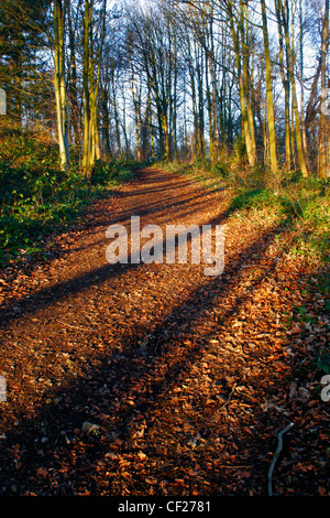 The low winter sun casts a long shadow of a female outline standing at ...