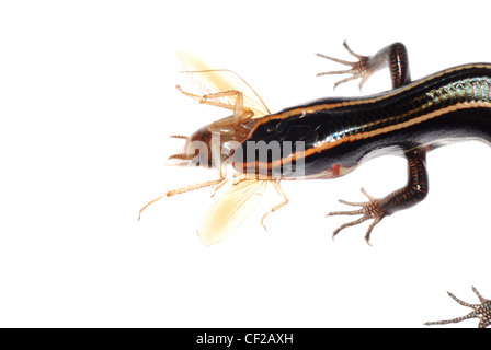 lizard eat roach, isolated on white background Stock Photo - Alamy