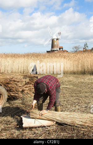 Reed cutter tying bundles of reeds in coastal reed bed North Norfolk ...