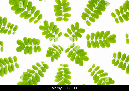 Indian tree leaf pattern on white background Stock Photo: 43693794 - Alamy