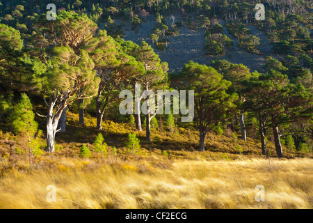 Landscape in Glenmore Forest Park with Cairngorms in background ...