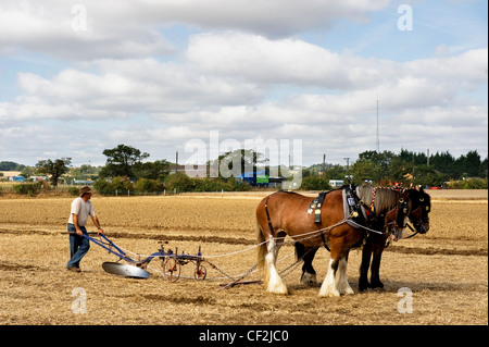 Heavy horses traditional ploughing Stock Photo - Alamy
