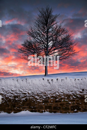 A lone tree at sunset Stock Photo - Alamy