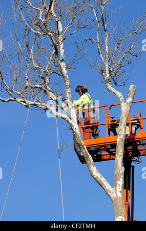 Tree service worker 100 feet in the air, meticulously cutting down ...