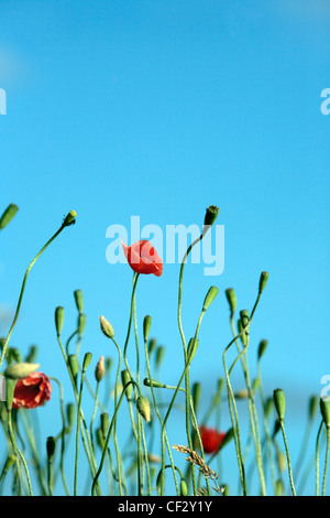 Red Poppies and pods (Papaver rhoeas Stock Photo - Alamy