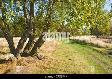 Heath grass and forest across Cannock Chase Country Park AONB (area of ...