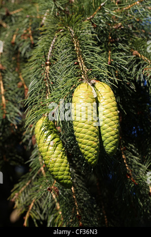 Morinda Spruce or West Himalayan Spruce Cones, Picea Smithiana ...