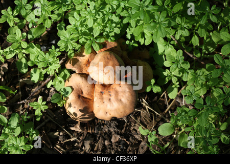 Spindle Toughshank or Spindleshank Fungus, Collybia fusipes ...