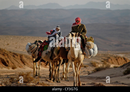 Camel and Bedouin handler in the Sinai desert Stock Photo - Alamy