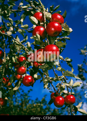 Apples growing in an orchard near Pershore, Vale of Evesham ...