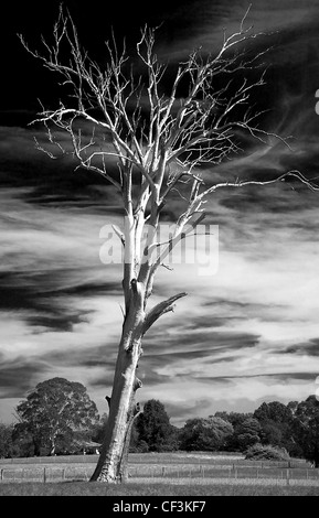 white trunk of a dead Gum tree surrounded by bright Silver Ball bushes ...