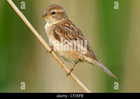Dead Sea Sparrow, Passer moabiticus Stock Photo - Alamy