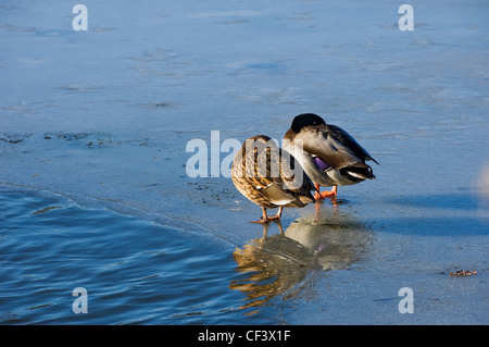 Birds stand on a partially frozen lake in Bucharest, Romania, Tuesday ...