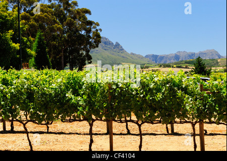 Simonsig Vineyard, Stellenbosch Stock Photo - Alamy