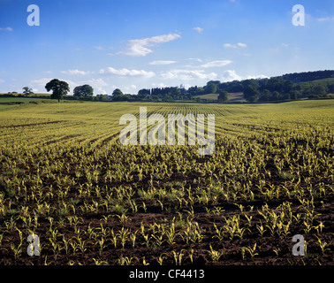 View across a fertile field of crops in rural Cheshire Stock Photo - Alamy