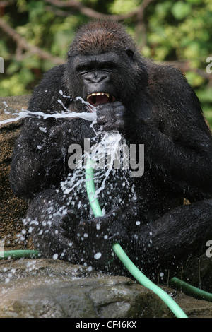 lowland gorilla playing with water hose Cincinnati zoo Stock Photo - Alamy