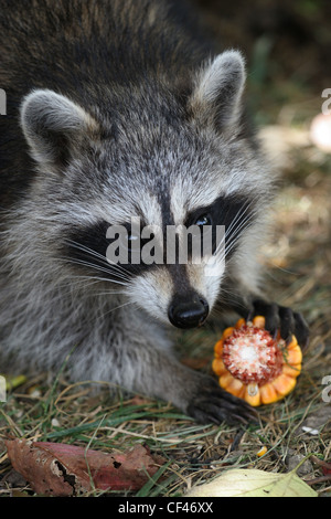 raccoon eating corn in garden ohio Stock Photo - Alamy