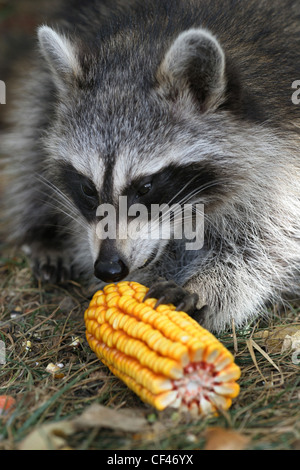 raccoon eating corn in garden ohio Stock Photo - Alamy