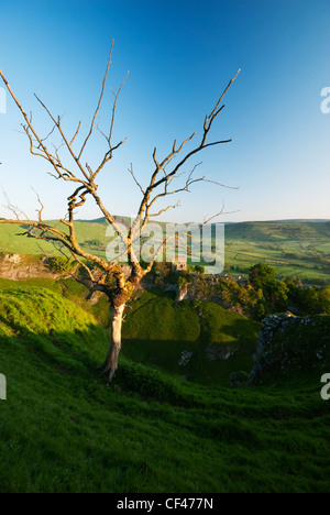 A dead tree perched on a hill with Peverill Castle beyond Stock Photo ...