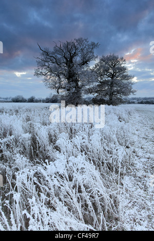 Hoare frost winter scene, Fenland fields near Ramsey town, Fenland ...