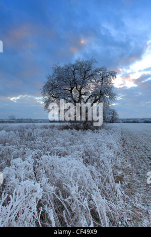 Hoare frost winter scene, Fenland fields near Ramsey town, Fenland ...