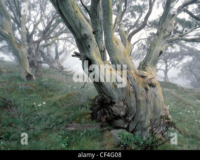 Snow gums in the Alpine National Park Stock Photo - Alamy