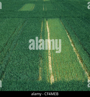 Wheat field trial plots to compare different crop varieties Stock Photo ...