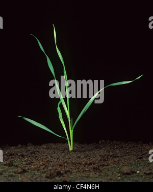 Wheat plant growth stage 21 with long sub-crown internode with deep ...