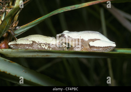 Fornasini's Spiny Reed Frog (Afrixalus fornasini), imago on mossy bark ...