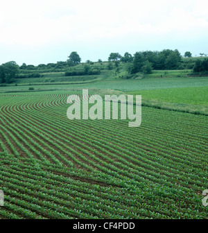 Corn, immature maize (Zea mays) cobs with maize silk (stigma maydis ...