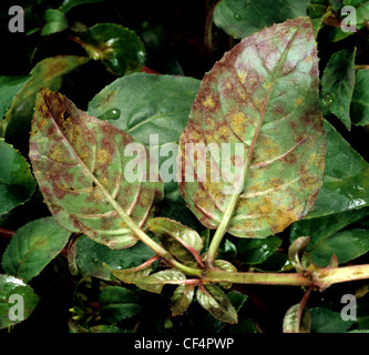 Fuchsia rust, Pucciniastrum epilobii, pustules and lesion on a Fuchsia ...