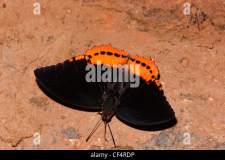 Flame-bordered emperor, Flame-bordered charaxes (Charaxes protoclea ...