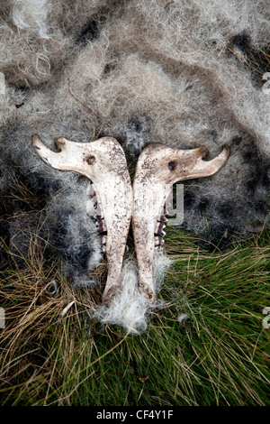 Dead Sheep in Peak District Flooding 2012 Stock Photo - Alamy