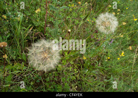 Two Salsify / goatsbeard seed heads Stock Photo - Alamy