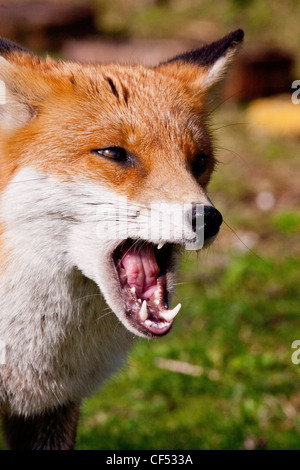 red fox (Vulpes vulpes), snarling fox in snow covered forest Stock ...