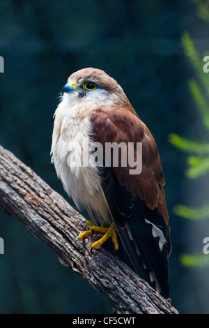 Nankeen Kestrel (Falco cenchroides), Western Australia Stock Photo - Alamy