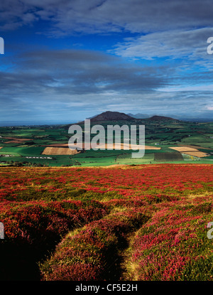 Mynydd Rhiw Neolithic axe factory, Llyn, Gwynedd: an outcrop of fine ...