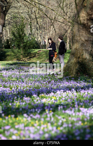 CARPET OF CROCUSES ON THE BACKS IN CAMBRIDGE Stock Photo - Alamy