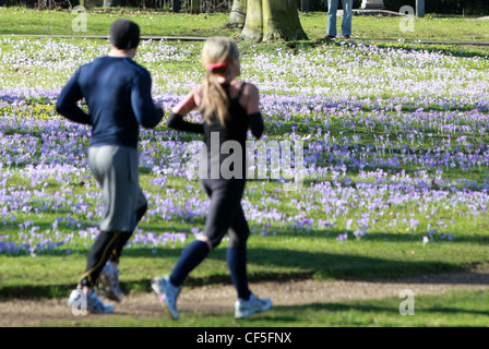 CARPET OF CROCUSES ON THE BACKS IN CAMBRIDGE Stock Photo - Alamy