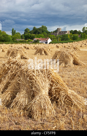 Traditional wheat stacks at Harvest time on the island of Benbecula ...
