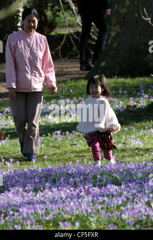 CARPET OF CROCUSES ON THE BACKS IN CAMBRIDGE Stock Photo - Alamy