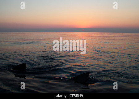 Lemon Shark Fins at Sunrise Stock Photo - Alamy