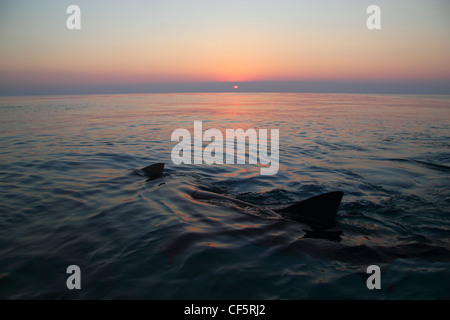 Lemon Shark Fins at Sunrise Stock Photo - Alamy