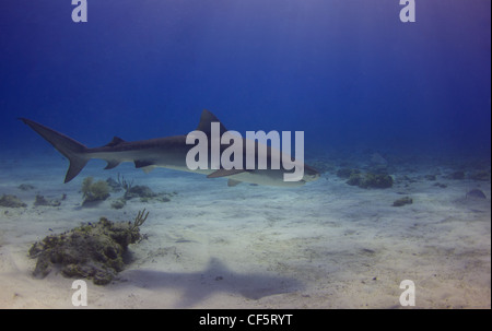 This young tiger shark, Galeocerdo cuvier, displays the markings that ...