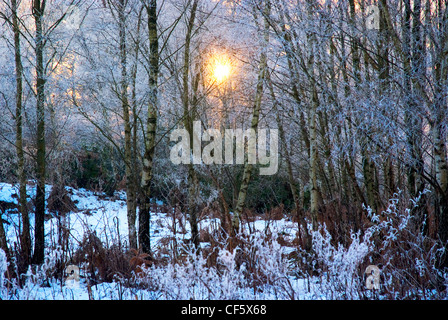 Silver Birch trees in the snow Finland Stock Photo - Alamy