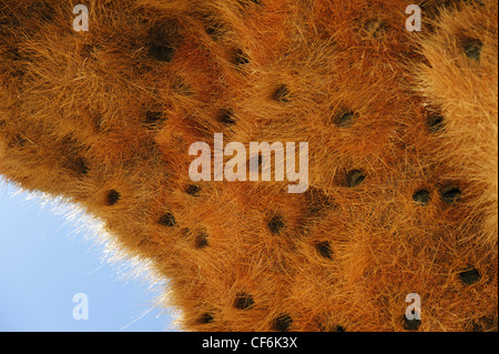 Nests of the sociable weaver (Philetairus socius) provide a good ...
