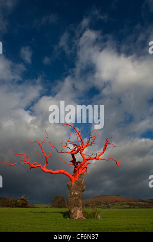 Lydham’s Bound Tree. Wrapped red tree by artist Phillipa Lawrence along ...