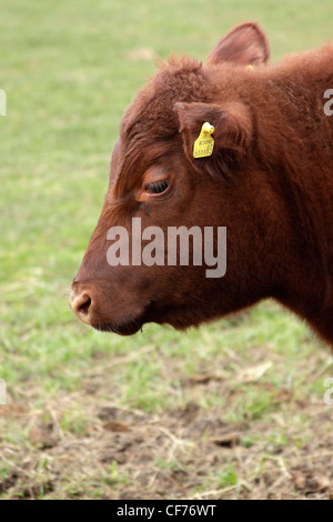 Red poll bullock grazing in a field with a British Lop pig Stock Photo ...